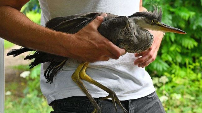 Nieuws Rijswijk tv. Laatste nieuws Rijswijk ZH. Feel Good Radio.